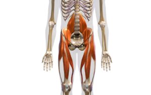 Tight Hips? How To Stretch Hip Flexors For Improved Flexibility