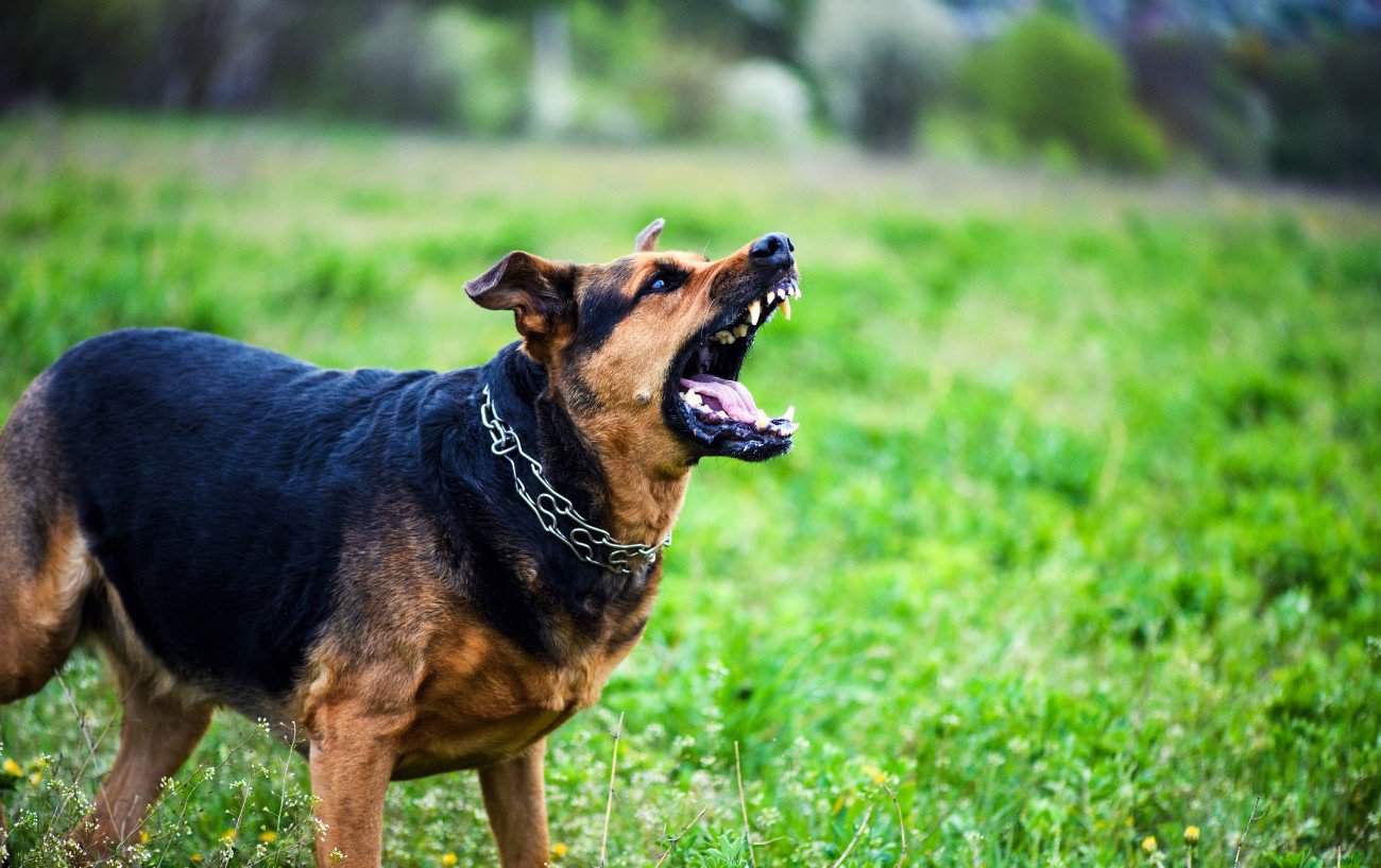 Dog Encounters While Running: How To Respond To An Aggressive Dog