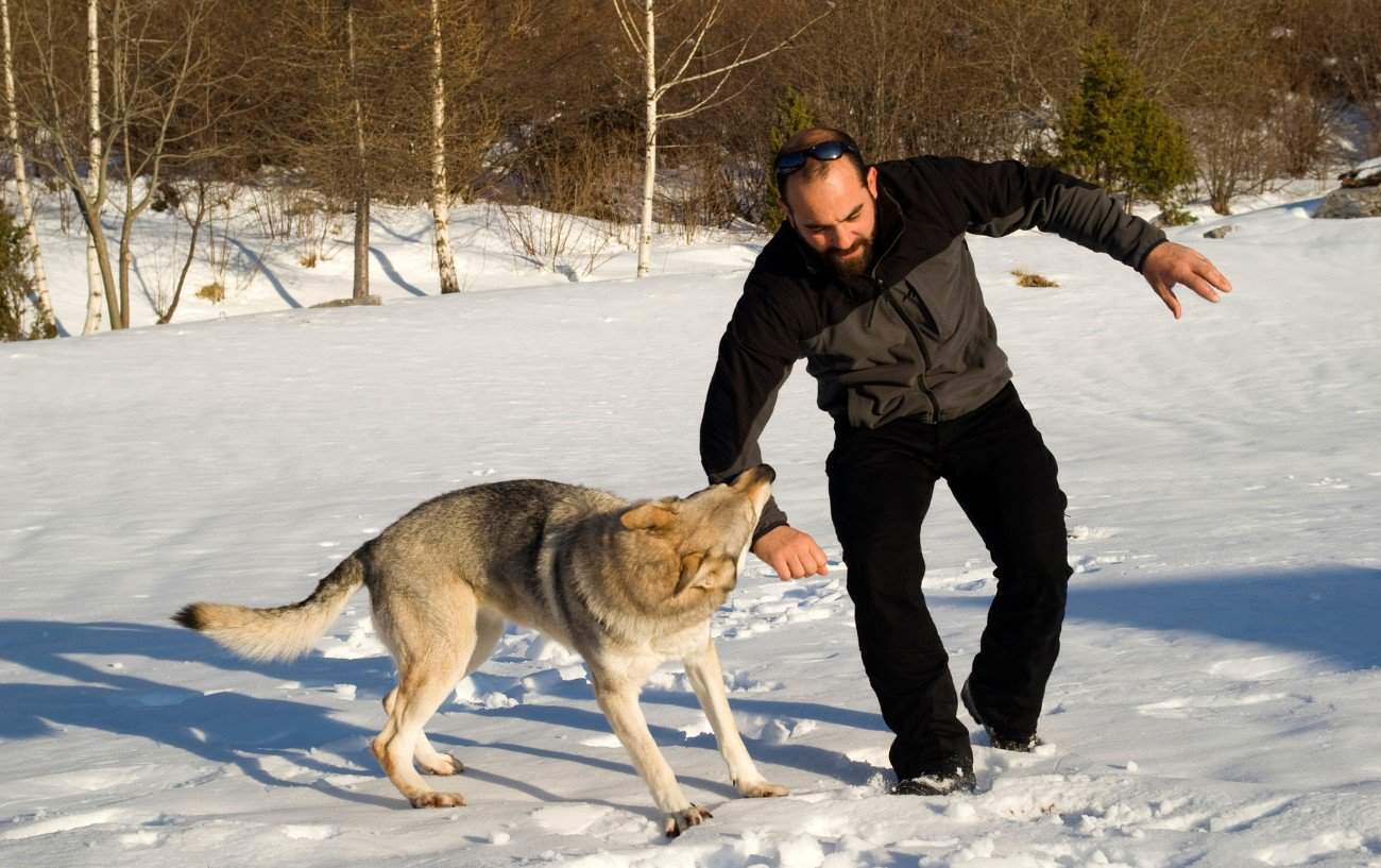 Dog Encounters While Running: How To Respond To An Aggressive Dog