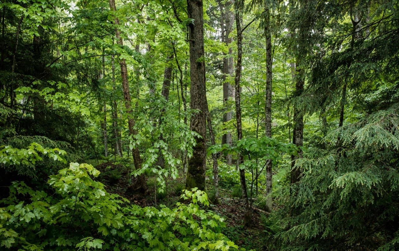 The Marathon Monks Of Japan: The World's Toughest Ultramarathon