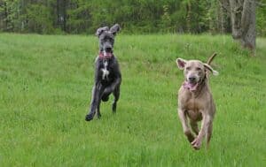 The Best Running Dogs: 8 Best Breeds For Running Companions
