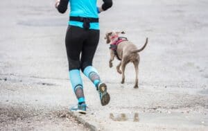 The Best Running Dogs: 8 Best Breeds For Running Companions