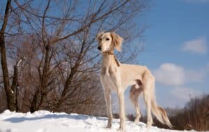 The Best Running Dogs: 8 Best Breeds For Running Companions