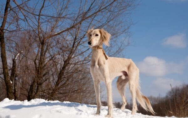 The Best Running Dogs: 8 Best Breeds For Running Companions