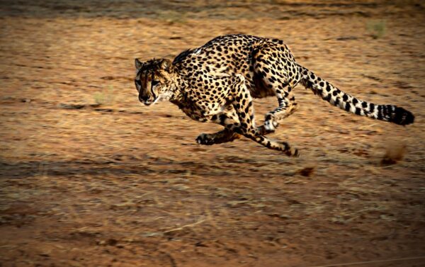 How Fast Can A Cheetah Run? 14 Animal Running Speeds Compared