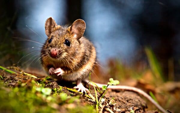 How Fast Can A Cheetah Run? 14 Animal Running Speeds Compared