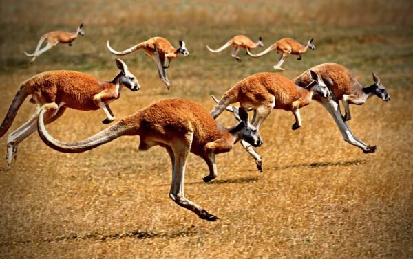 How Fast Can A Cheetah Run? 14 Animal Running Speeds Compared