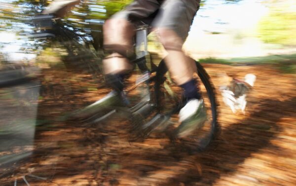 What To Do If A Dog Chases You: A 7-Step Plan To Stay Safe