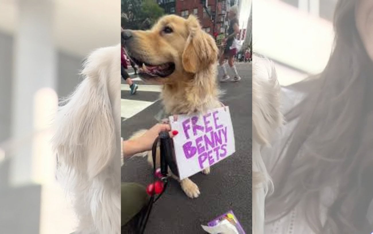 Meet Benny: The Chicago Marathon Dog To Boost You Along The Course