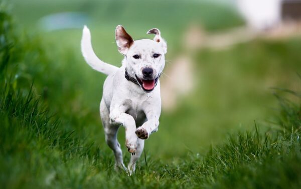 How To Run With Your Dog: 3 Steps To Train Your Pooch To Run
