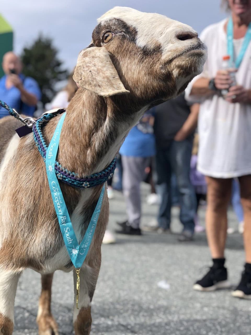 Joshua The Goat Wins Medal And Hearts After Joining Half Marathon In ...