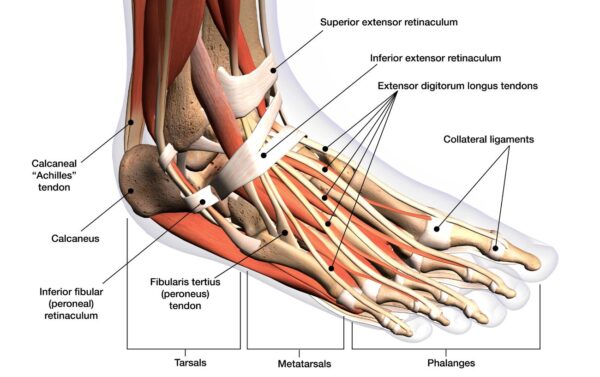 Peroneal Tendonitis For Runners: Causes, Prevention, + Treatment